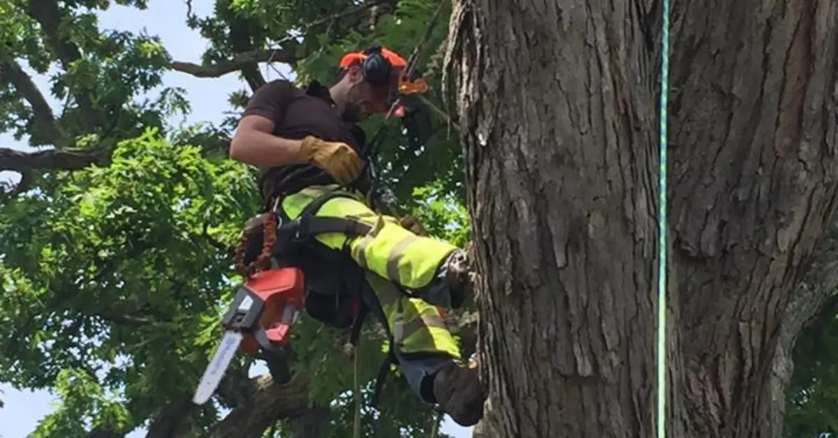 Tree and Shrub Pruning Near Me In Indiana | HartWood Tree Care